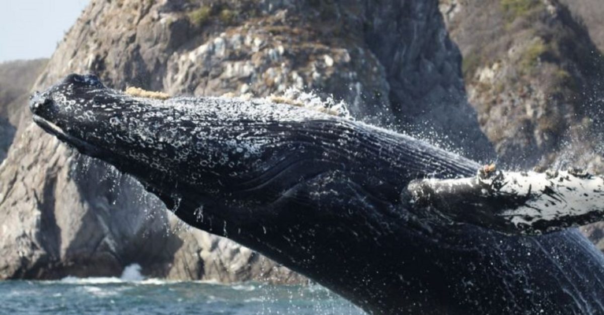 Comparten el maravilloso mundo de la ballena jorobada