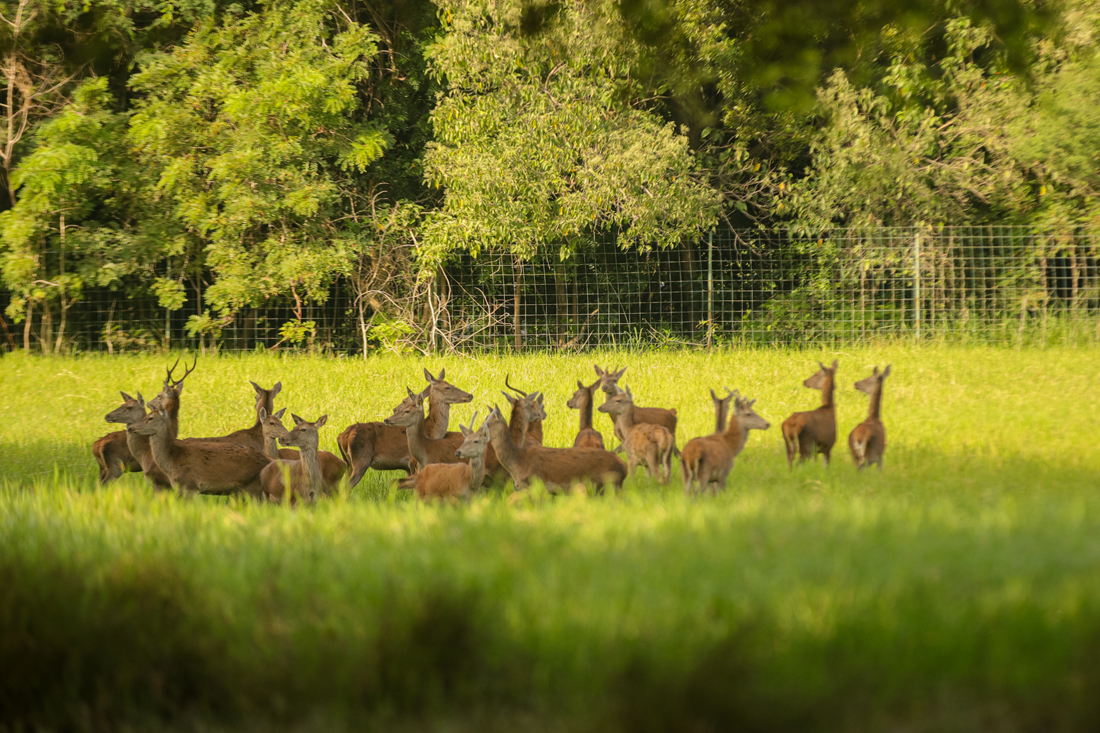 Centros de Conservación de Vida Silvestre en Colima.